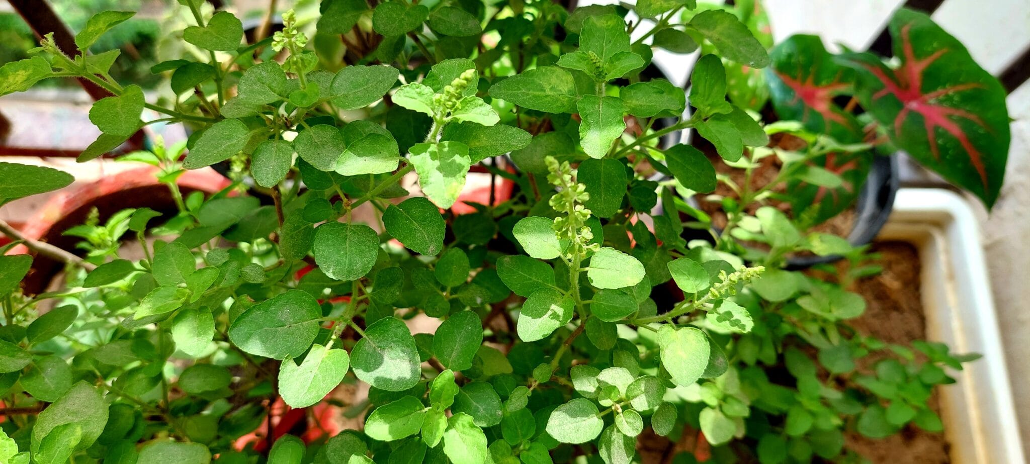 How to grow and care Tulsi plant - Voice of Plant