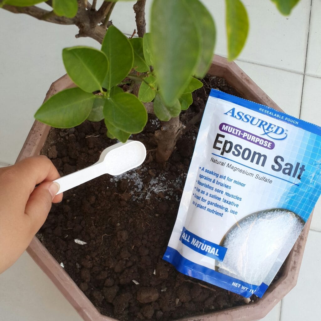 Epsom Salt for Plants: Benefits & How to Use It the Right Way - Voice ...