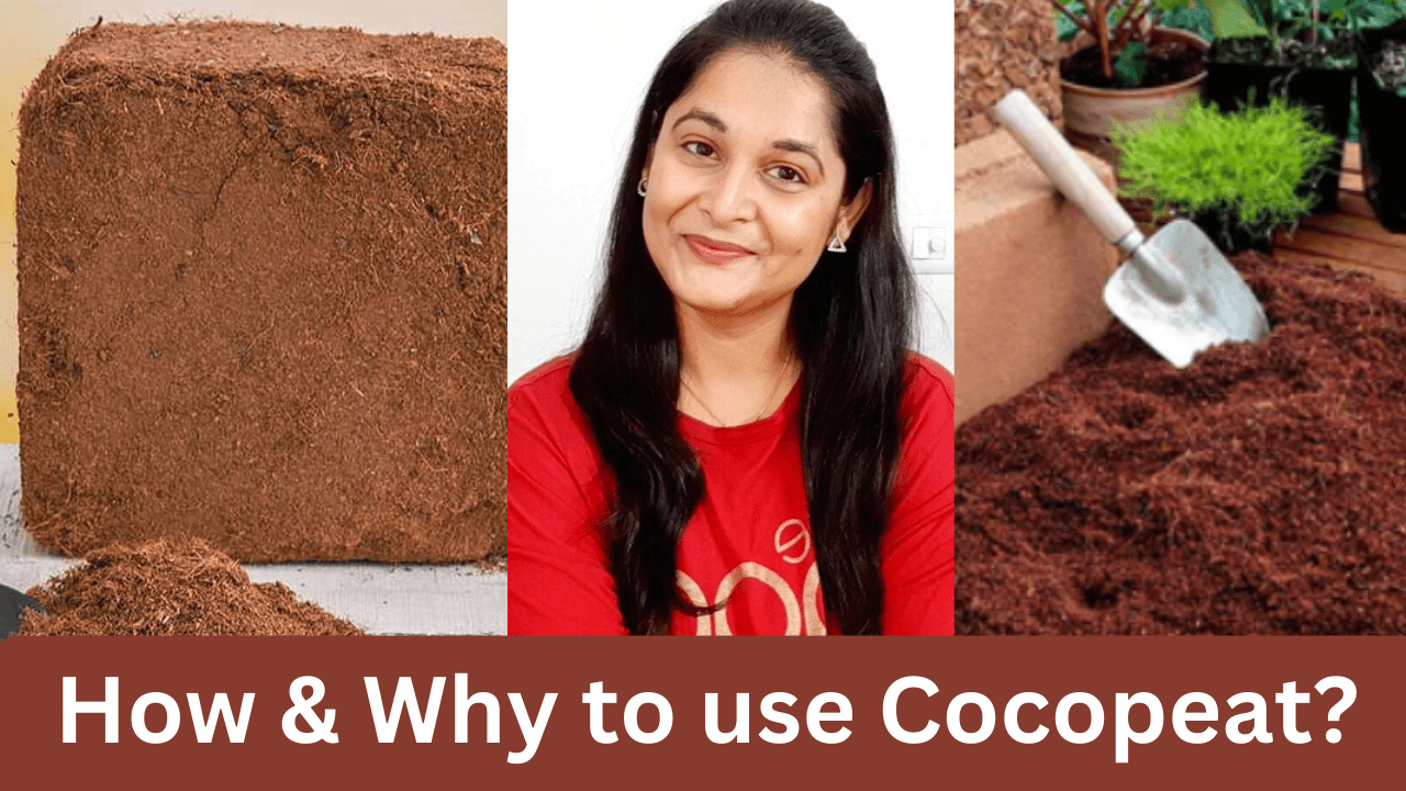 How to use Coco Peat for Plants? - Voice of Plant