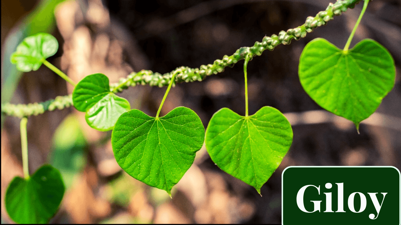 Medicinal Plants: Benefits and Uses (Part 1) - Voice of Plant