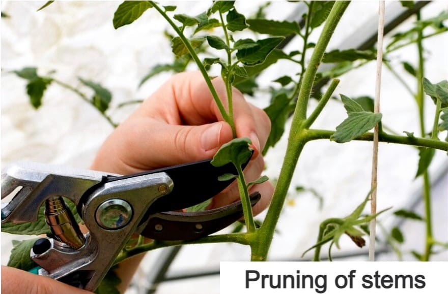 Pruning of Plants: Why, How & When - Voice of Plant