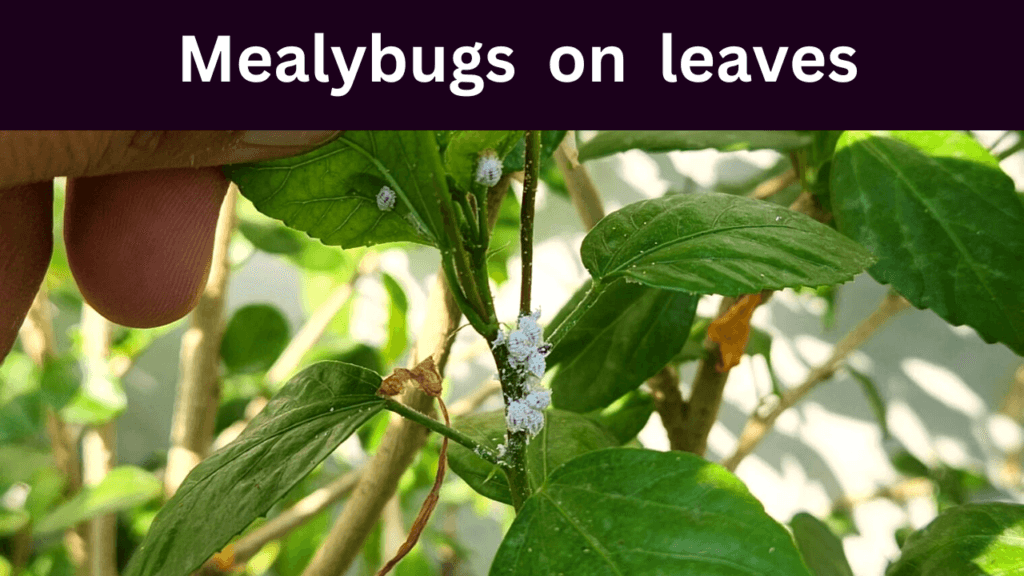 Gardner’s Guide: How to Get Rid of Mealybugs from Hibiscus Plant