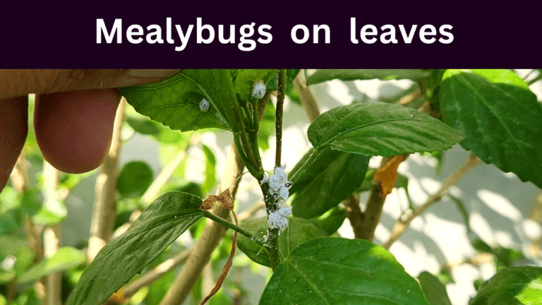 Gardner's Guide: How to Get Rid of Mealybugs from Hibiscus Plant ...