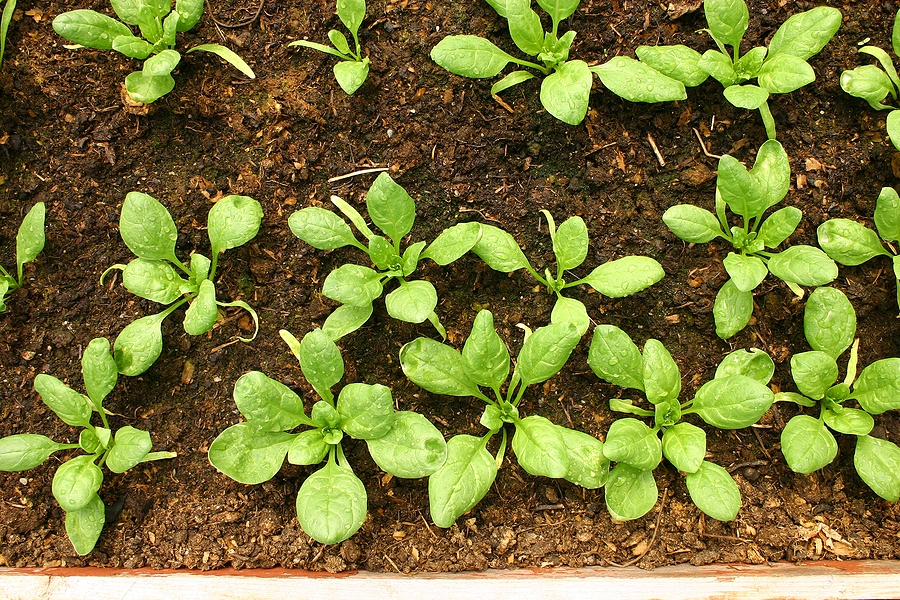 How to Grow Spinach at Home: 6 Easy To Grow Herbs, Step by Step Guide ...
