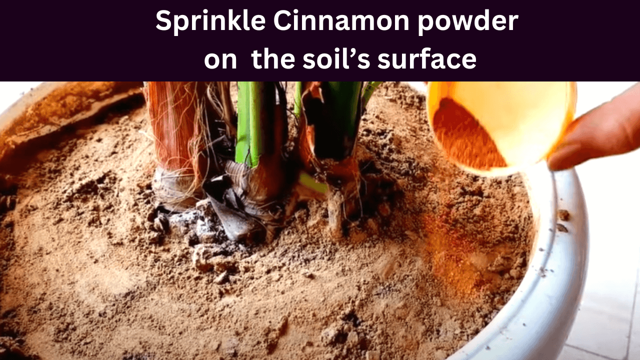 Is Cinnamon Powder Good to Prevent Fungus in Soil? - Voice of Plant