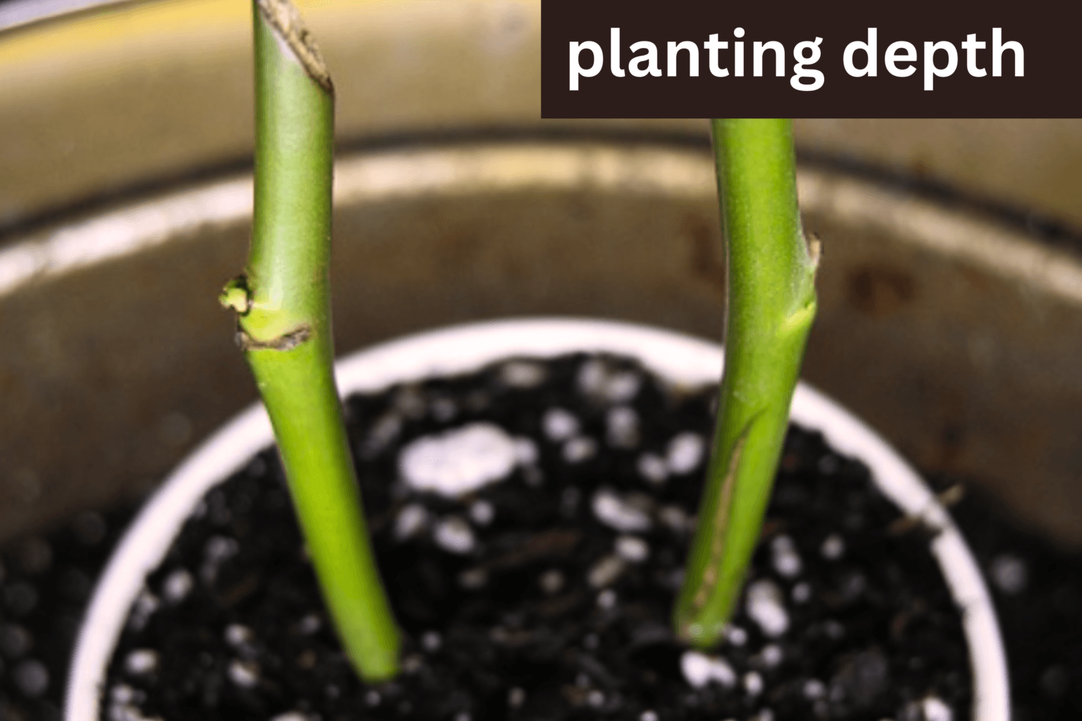 How to Grow Plants from Cuttings - Voice of Plant