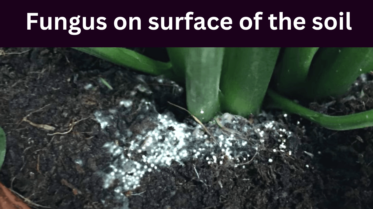 How to Remove Ants and Fungus from the Plant? - Voice of Plant