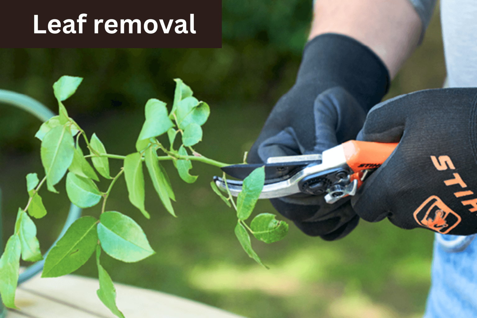 How to Grow Plants from Cuttings - Voice of Plant