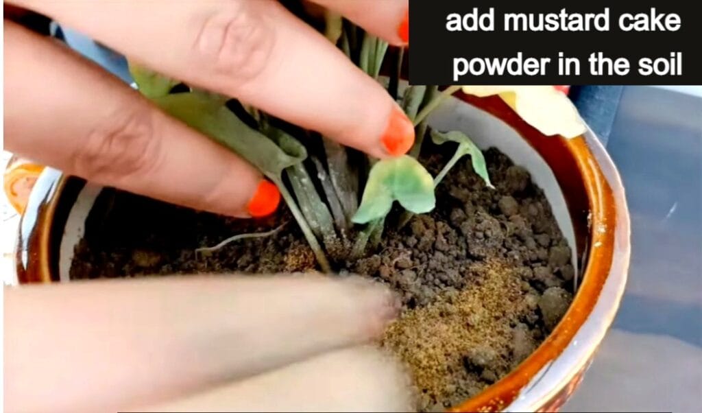 Mustard Cake Fertilizer: Benefits, Uses & Common Mistakes - Voice of Plant