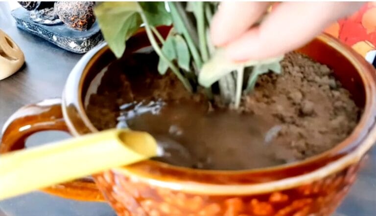 Mustard Cake Fertilizer: Benefits, Uses & Common Mistakes - Voice of Plant