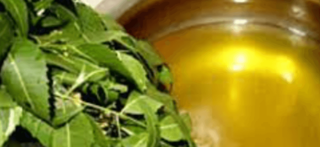 Areca Palm Care: Fertilizer and Pruning - Voice of Plant