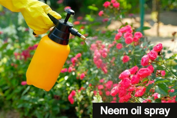 How to Remove Aphids (black tiny insects) from the Plant - Voice of Plant