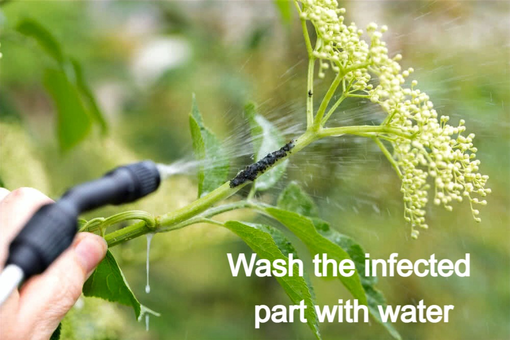 How to Remove Aphids (black tiny insects) from the Plant - Voice of Plant
