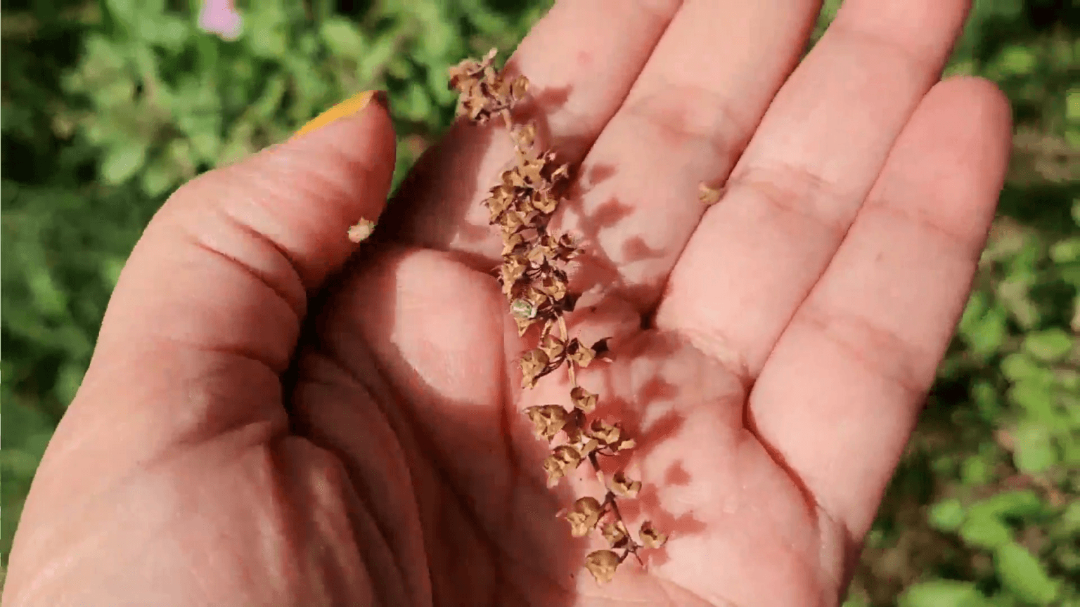 How to grow Tulsi plant from seeds - Voice of Plant