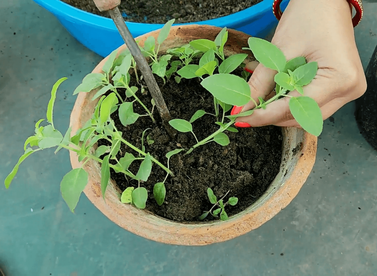 How to grow Tulsi plant from seeds - Voice of Plant