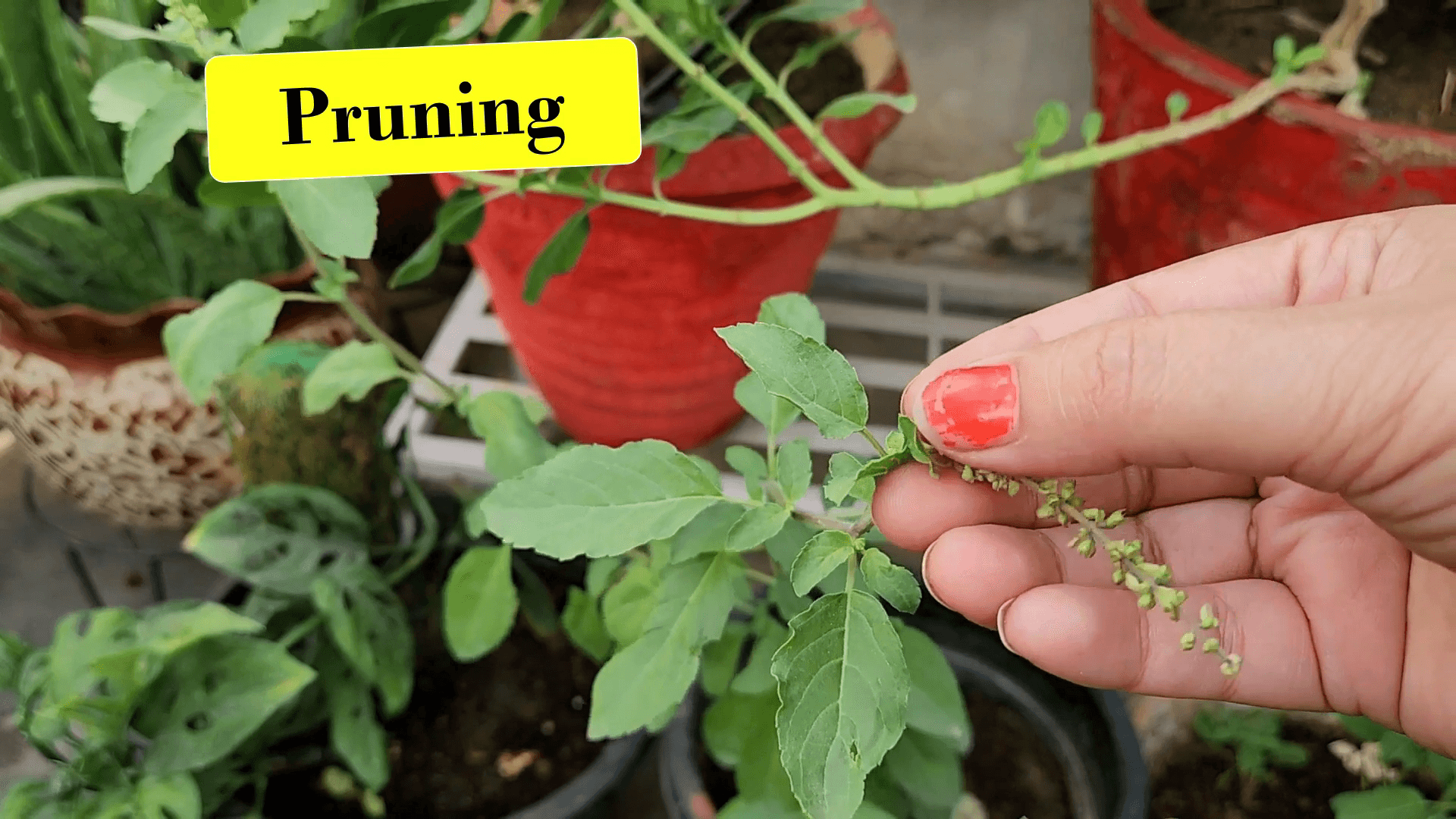How to grow Tulsi plant from seeds - Voice of Plant