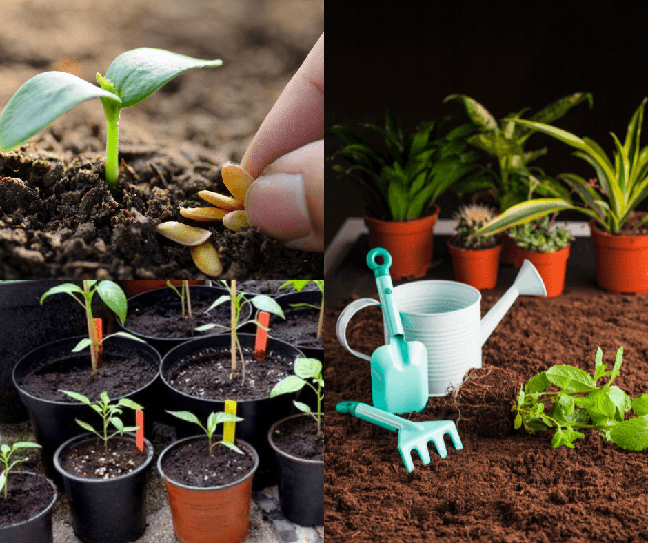 Importance of Gardening in Our Life - Voice of Plant
