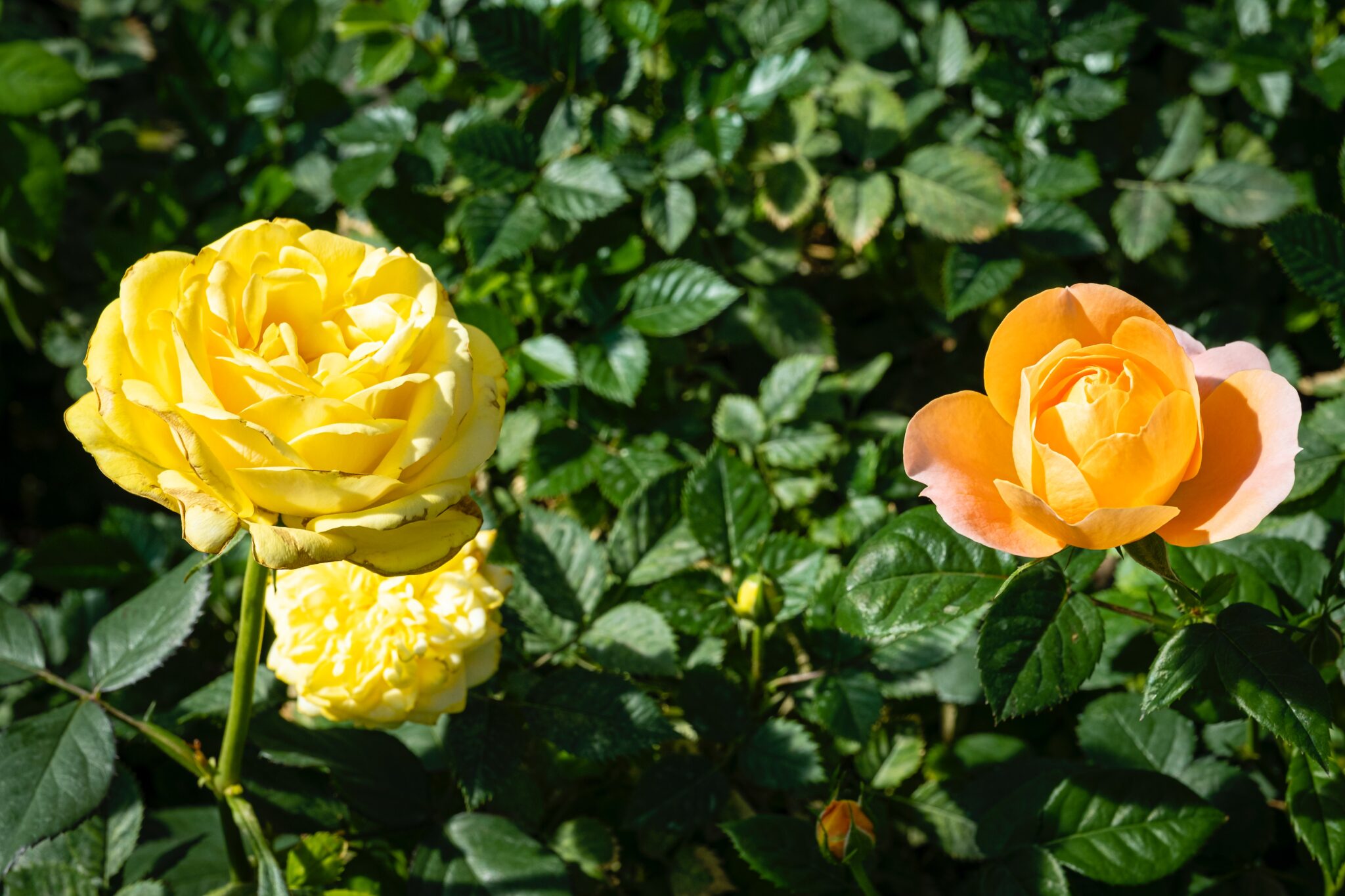 How to Care Rose Plant?