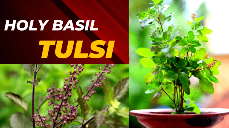 How to grow Tulsi plant from seeds - Voice of Plant