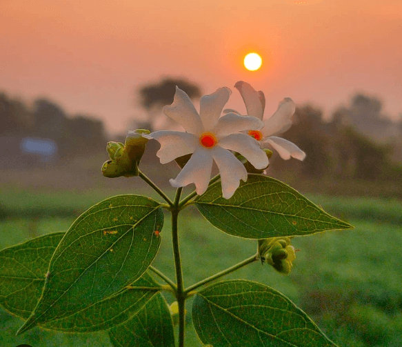 Night Blooming Jasmine (Harshringar) Plant Complete Care