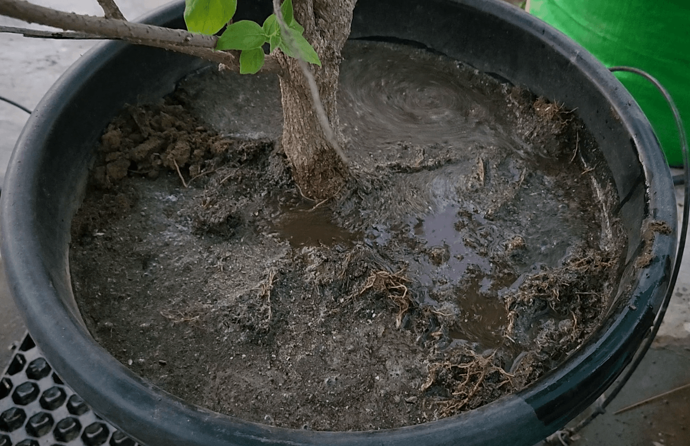 How to make Well Drained Soil for Plants - Voice of Plant