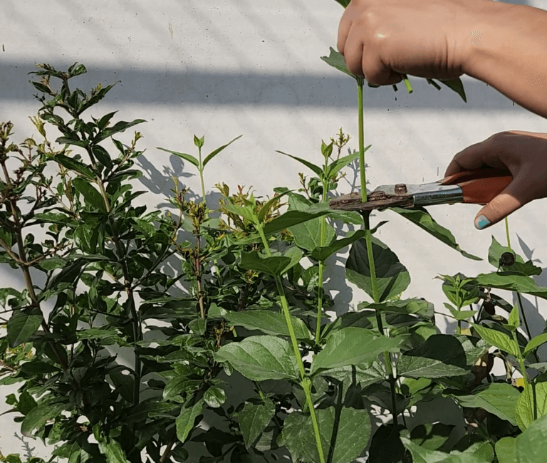 Night Blooming Jasmine (Harshringar) Plant Complete Care