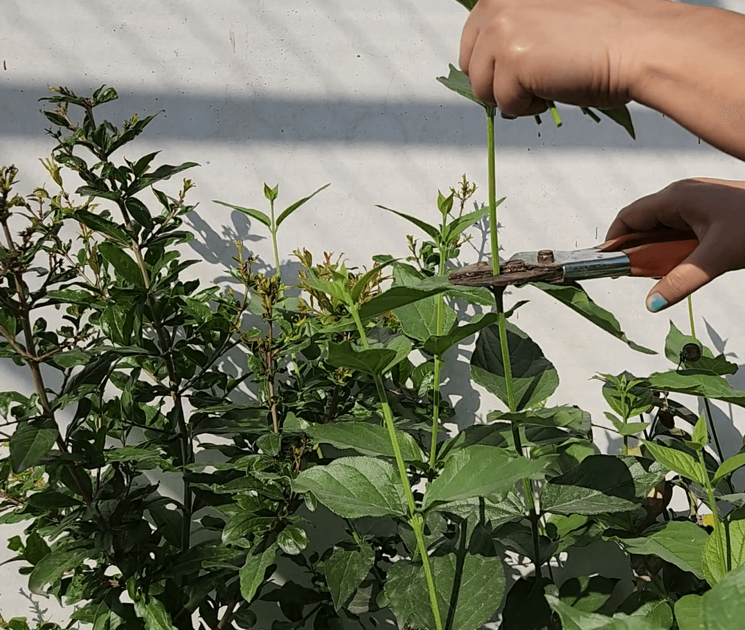 Night Blooming Jasmine (Harshringar) Plant Complete Care