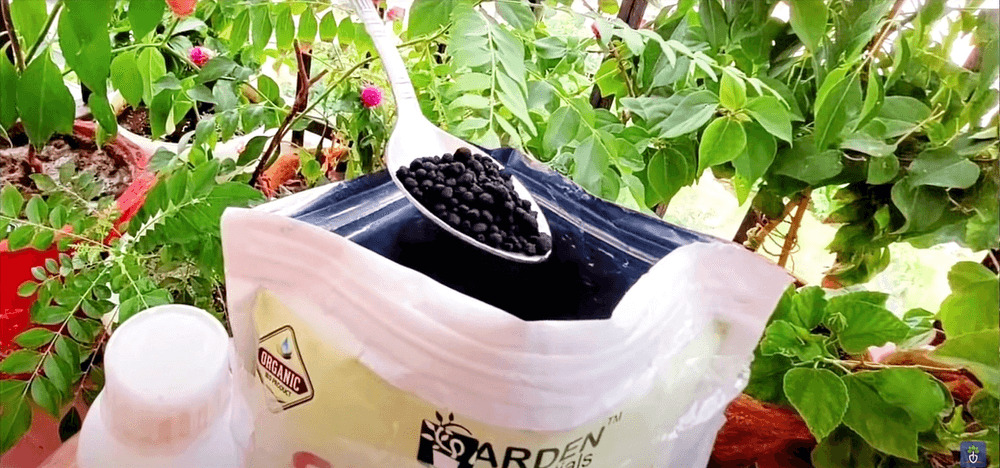 10 FAQs on Seaweed Fertilizer - Voice of Plant