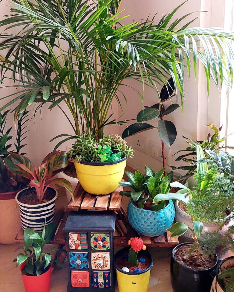 12 Health Benefits of Growing Plants In And Around Your Home - Voice of ...