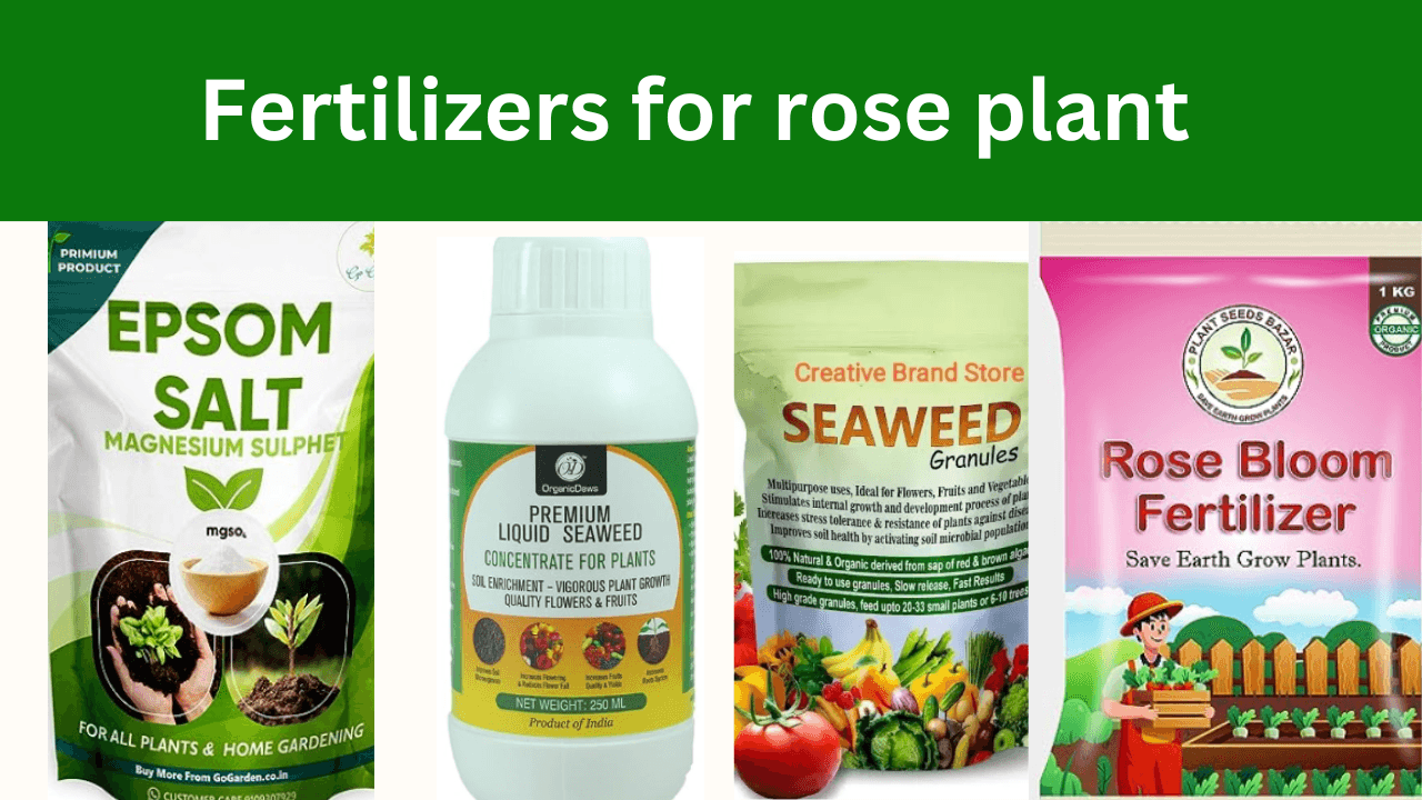 Best Fertilizers for Rose Plant - Voice of Plant