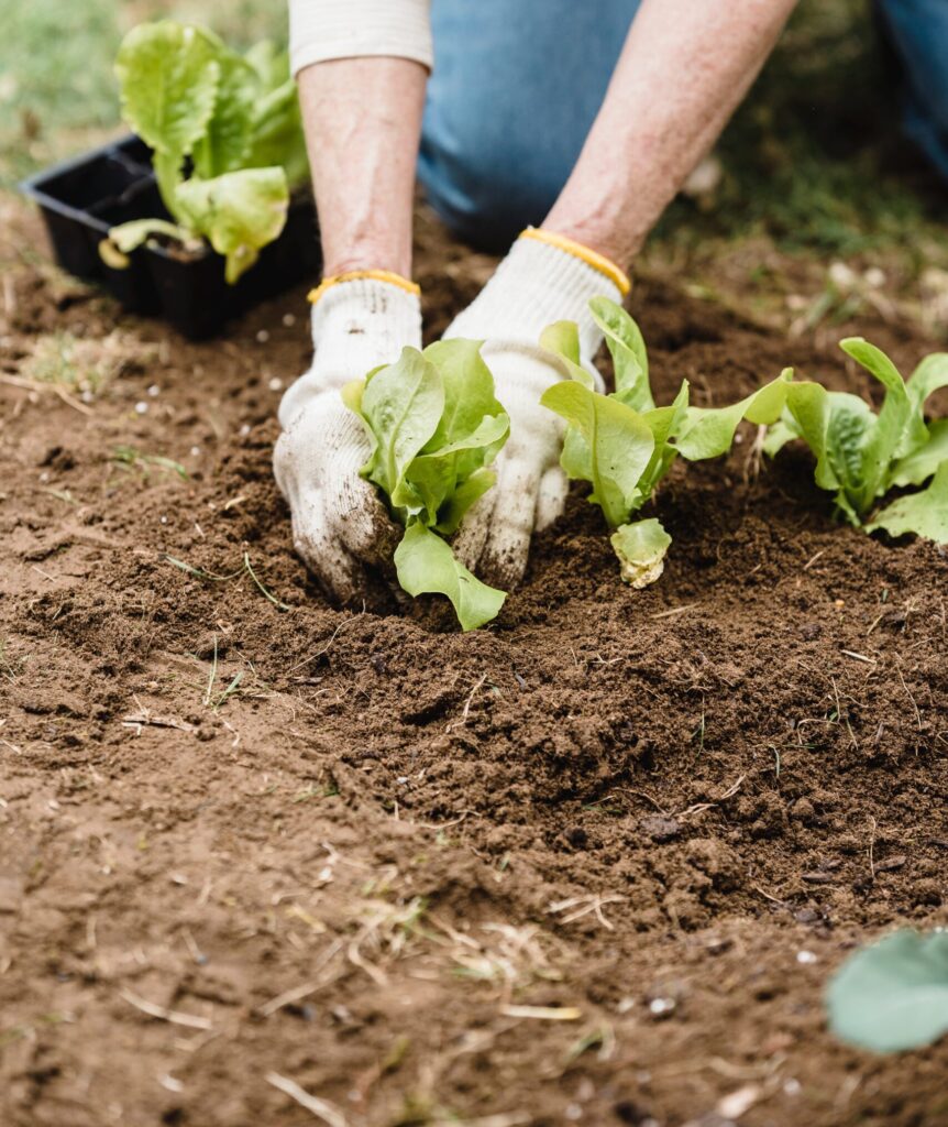 Gardener's Guide: What is Potting Mix and How is it different from ...