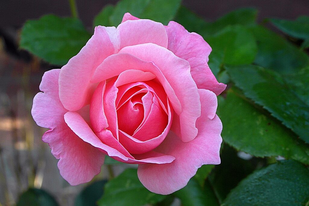 How to repot a Rose plant? - Voice of Plant