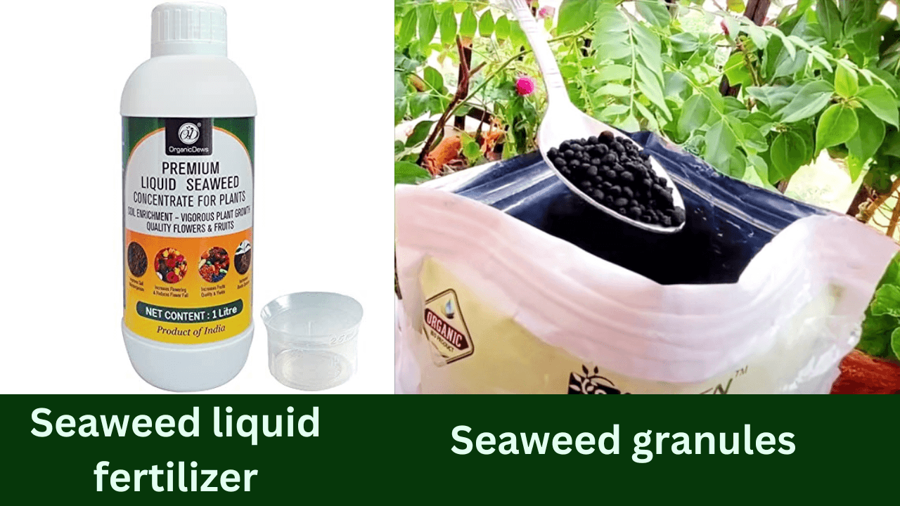 10 FAQs on Seaweed Fertilizer - Voice of Plant