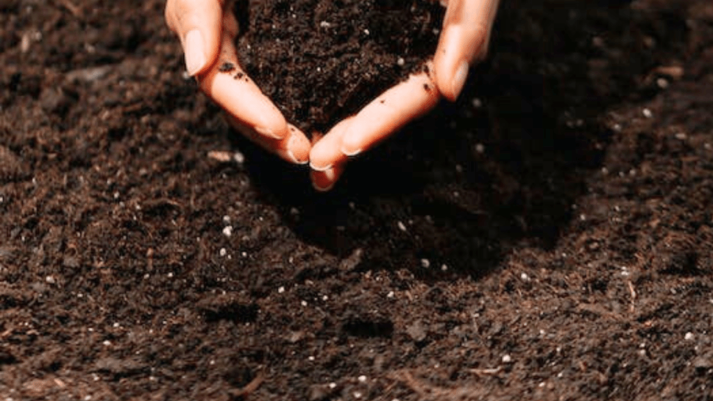 How to Prepare Soil Mixture for Rose Plants? - Voice of Plant