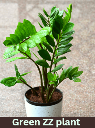 ZZ Plant Care: How to Grow and Care for ZZ Indoor Plant - Voice of Plant