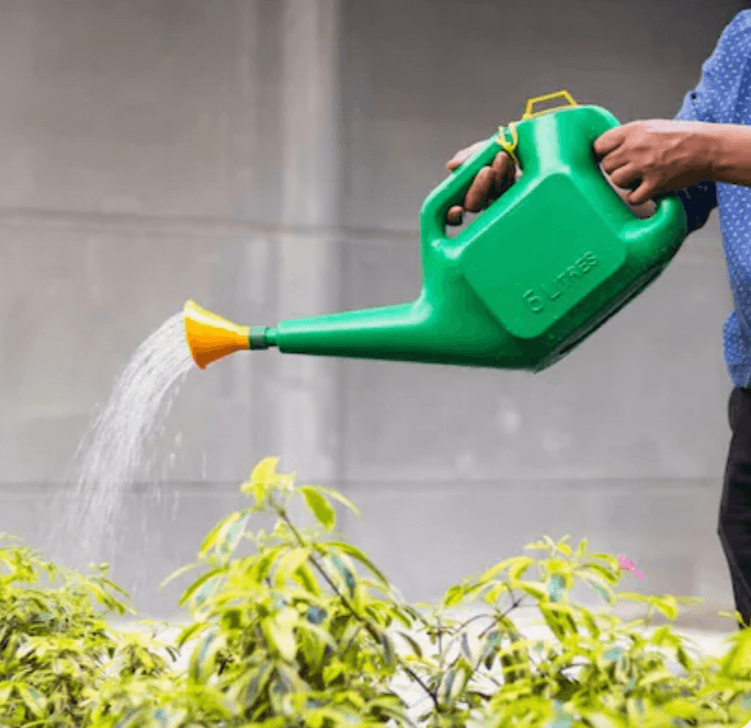 FAQs on How to Water Tulsi (Holy Basil) Plant - Voice of Plant