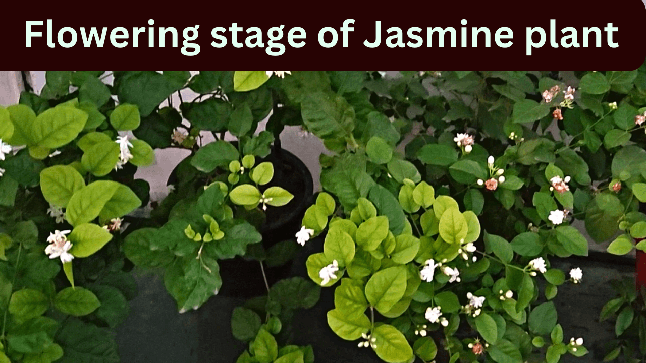 When and How to Give Fertilizer to Jasmine Plant - Voice of Plant