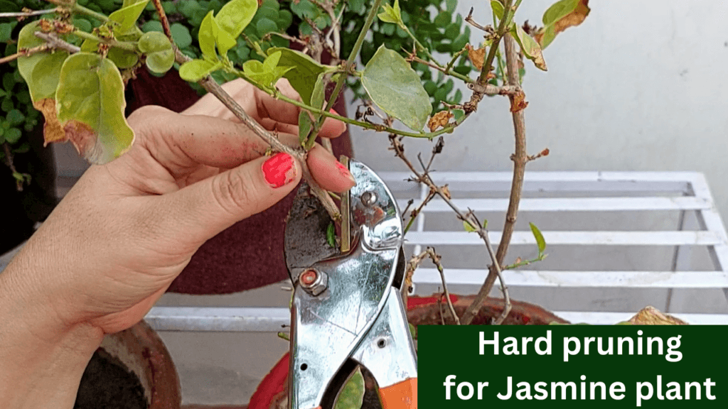 How to Grow and Care Jasmine Plant at Home - Voice of Plant