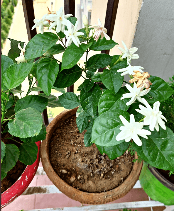 How to Grow and Care Jasmine Plant at Home - Voice of Plant