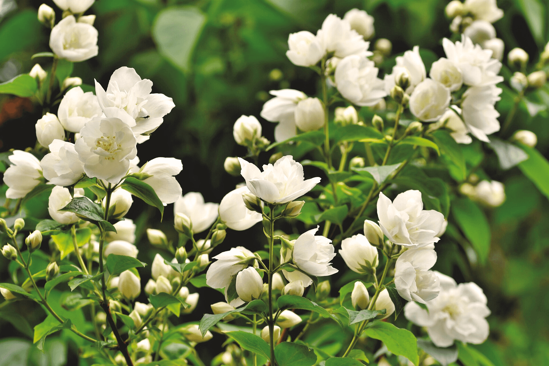 How to Grow and Care Jasmine Plant at Home - Voice of Plant