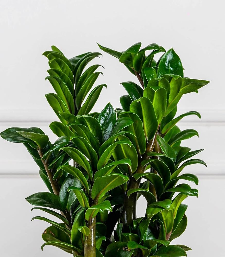 06 Best Plants That Need Less Water - Voice of Plant