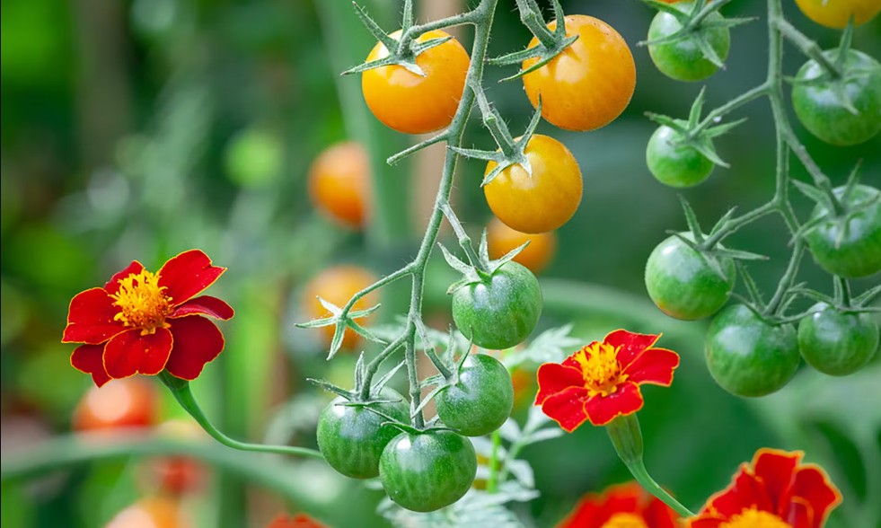 How to Grow and Care for Marigold: A Guide - Voice of Plant