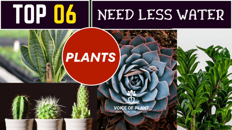 06 Best Plants That Need Less Water - Voice of Plant