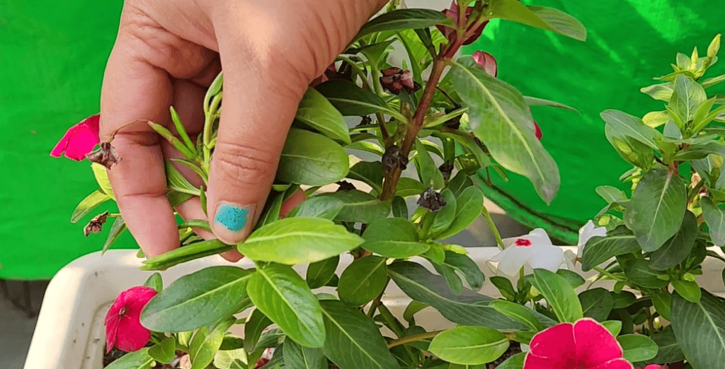 Complete Care of Hybrid Vinca Plant: 11 Tips - Voice of Plant