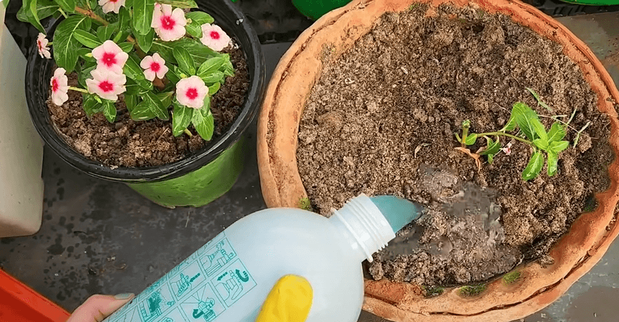Rose Dieback Problem Prevention and Treatment Tips: Follow 9 Steps to ...