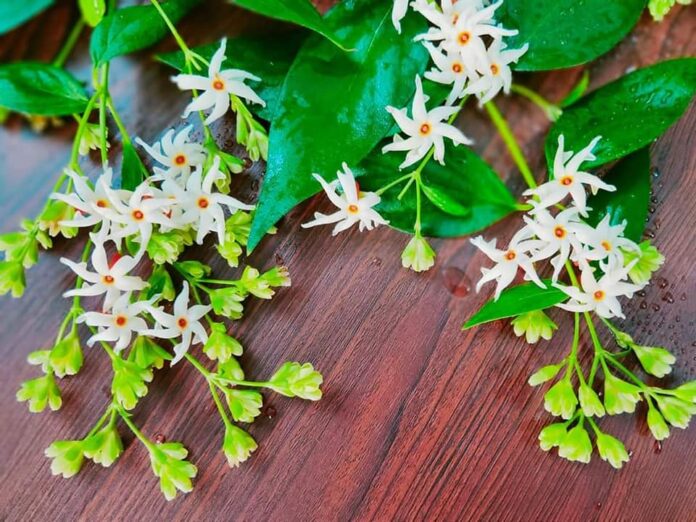 Night Blooming Jasmine (Harshringar) Plant Complete Care