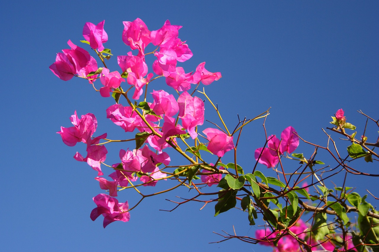 How to Grow and Care for Bougainvillea