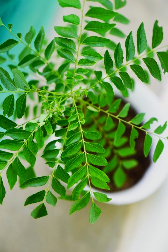 How to Grow and Care Curry Leaf Plant in Pot - Voice of Plant