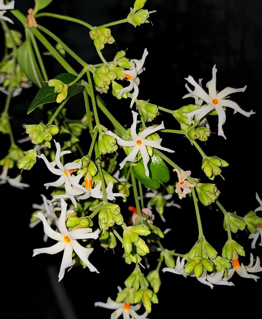 Best Permanent Flowers to Grow at Home in Pots - Voice of Plant