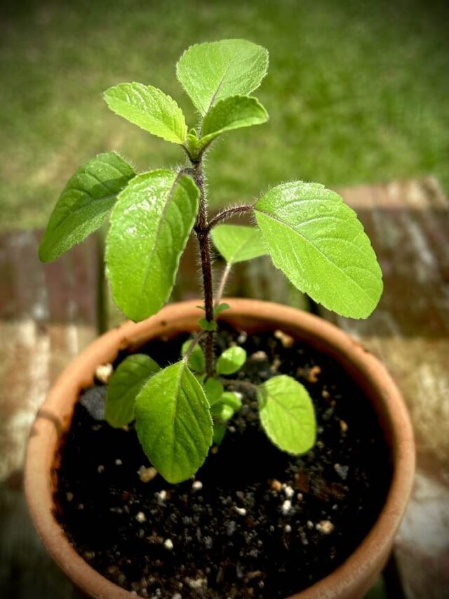 How to grow and care Tulsi plant (Holy Basil) - Voice of Plant